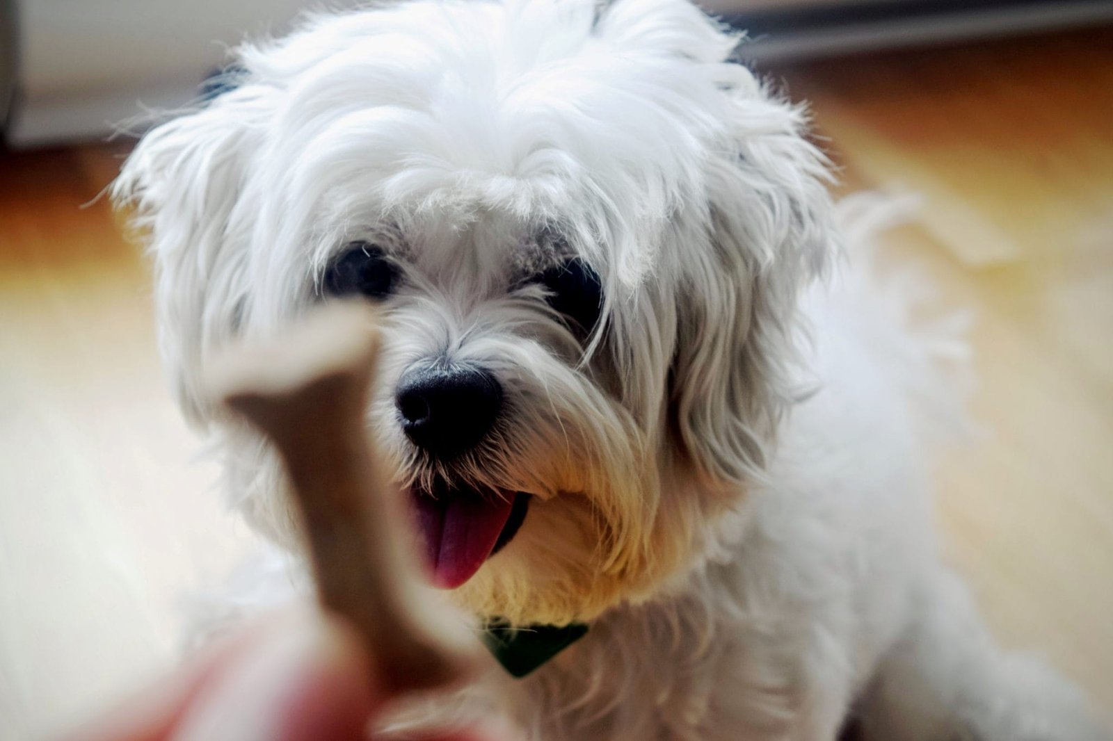 Lessons Learned from Adopting a Senior Dog in Malta | DWL 🐶