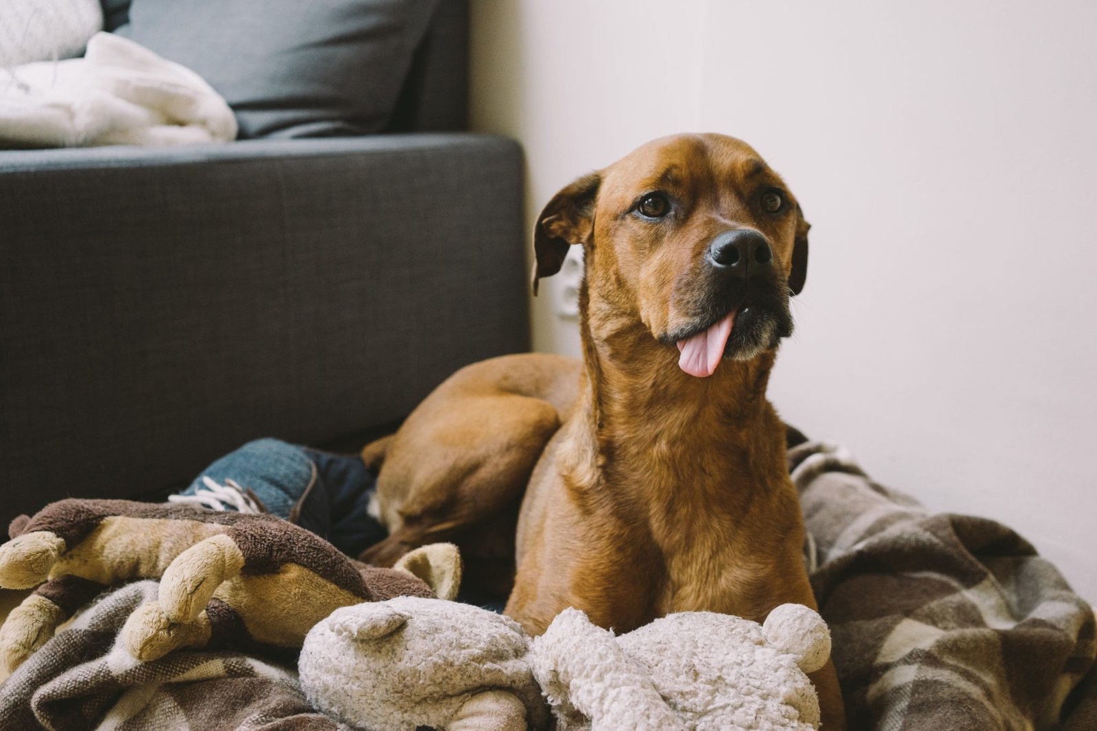 Lessons Learned from Adopting a Senior Dog in Malta | DWL 🐶