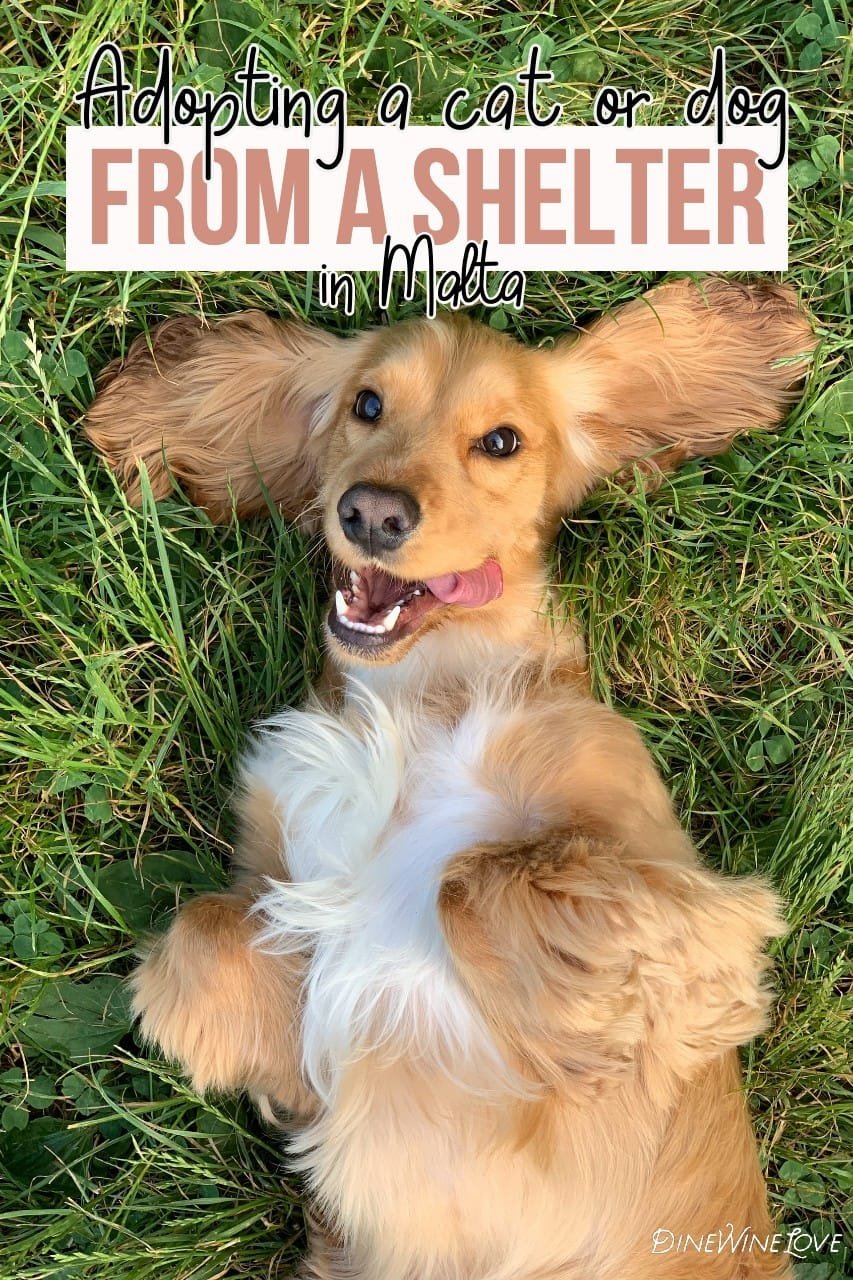 Adopting From a Malta Shelter | Dog Adoption in Malta | DWL 🐕